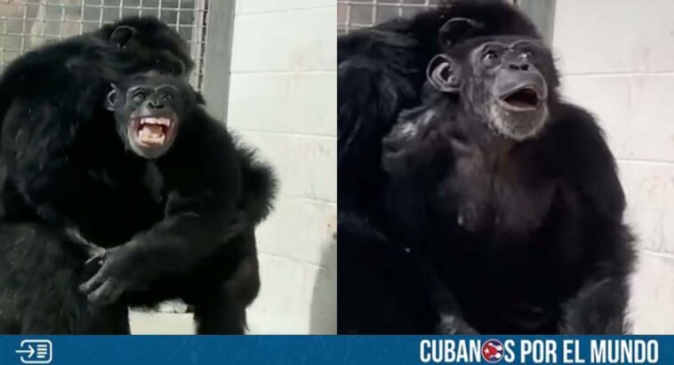 Chimpancé de 28 años ve por primera vez al cielo